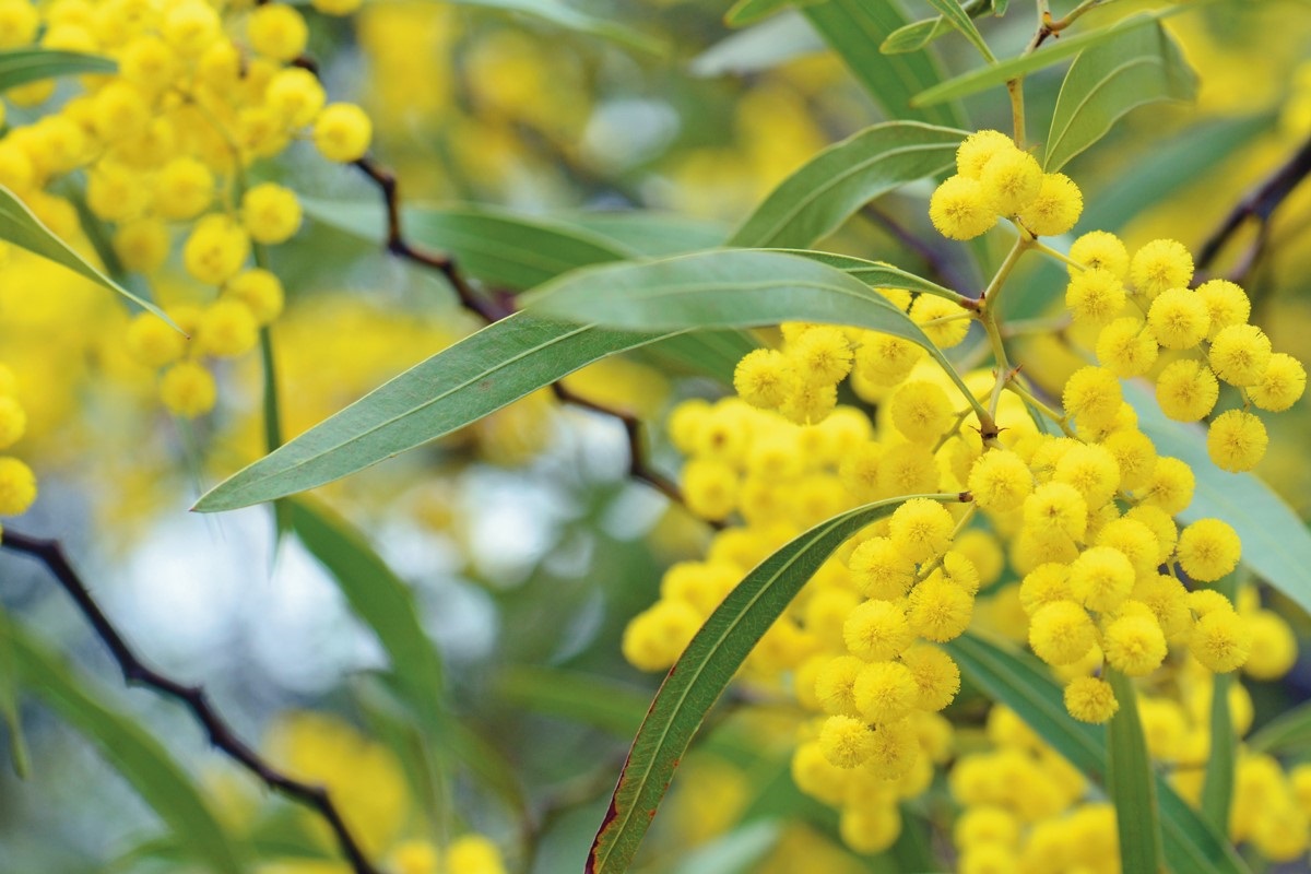 National Wattle Day and Eight Great Australian Novels